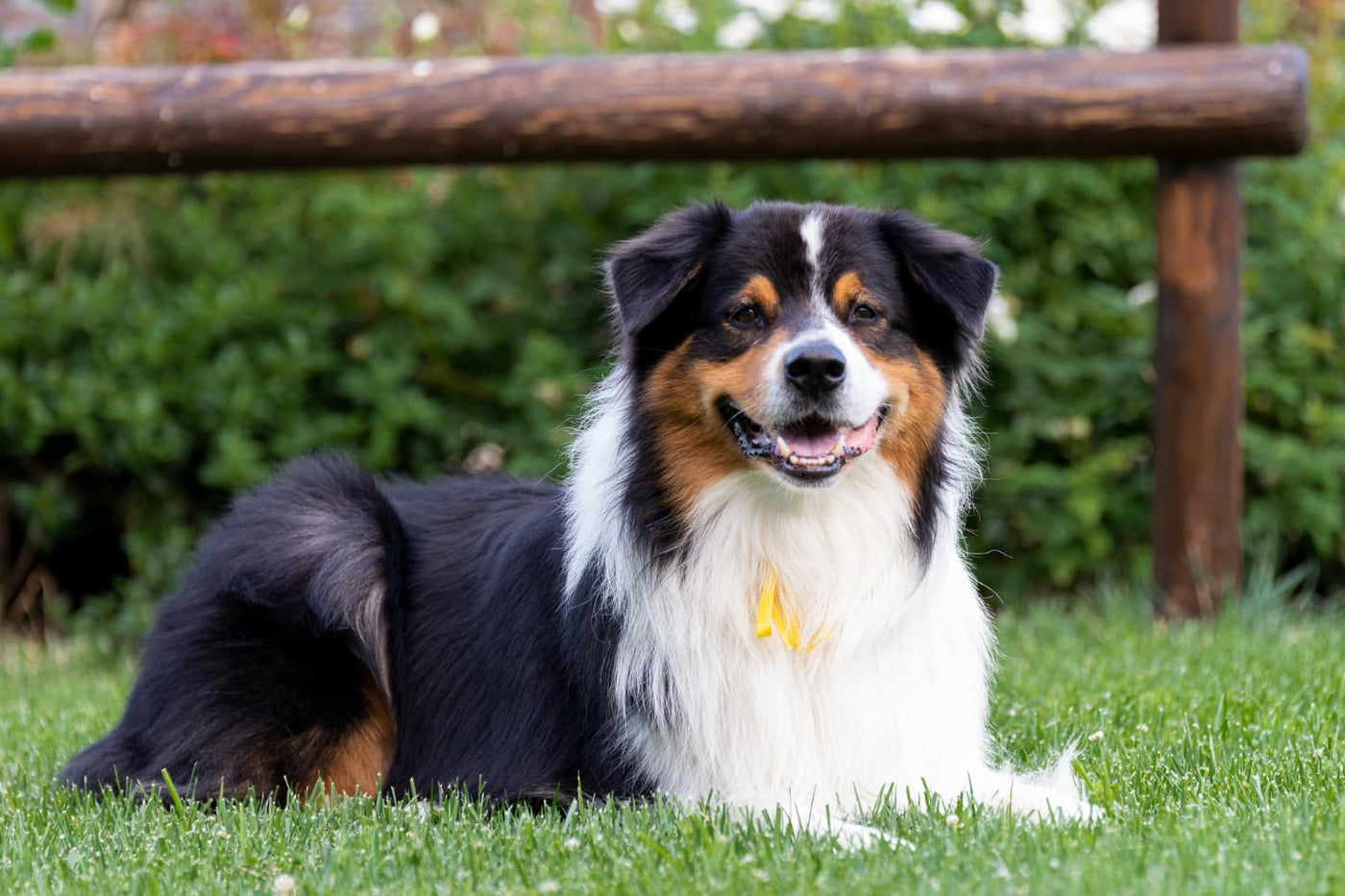 Australian Shepherds and Gut Health: Key Tips for Your Pup's Digestive ...