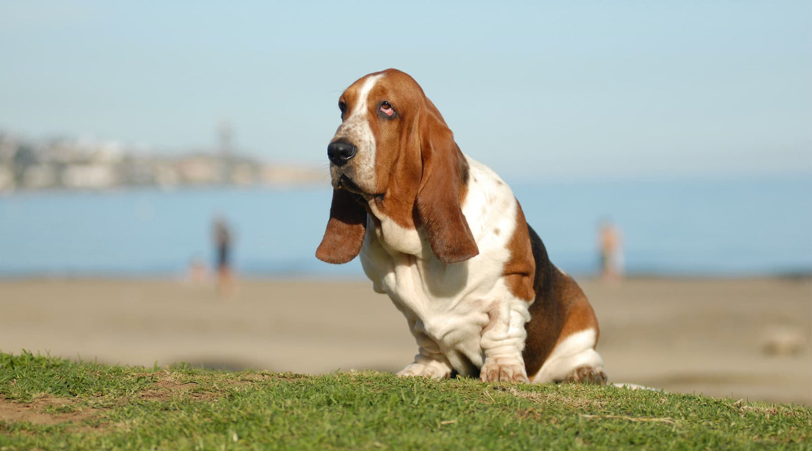Keeping Your Basset Hound's Skin Healthy: Top Tips and Tricks – Neo Bites