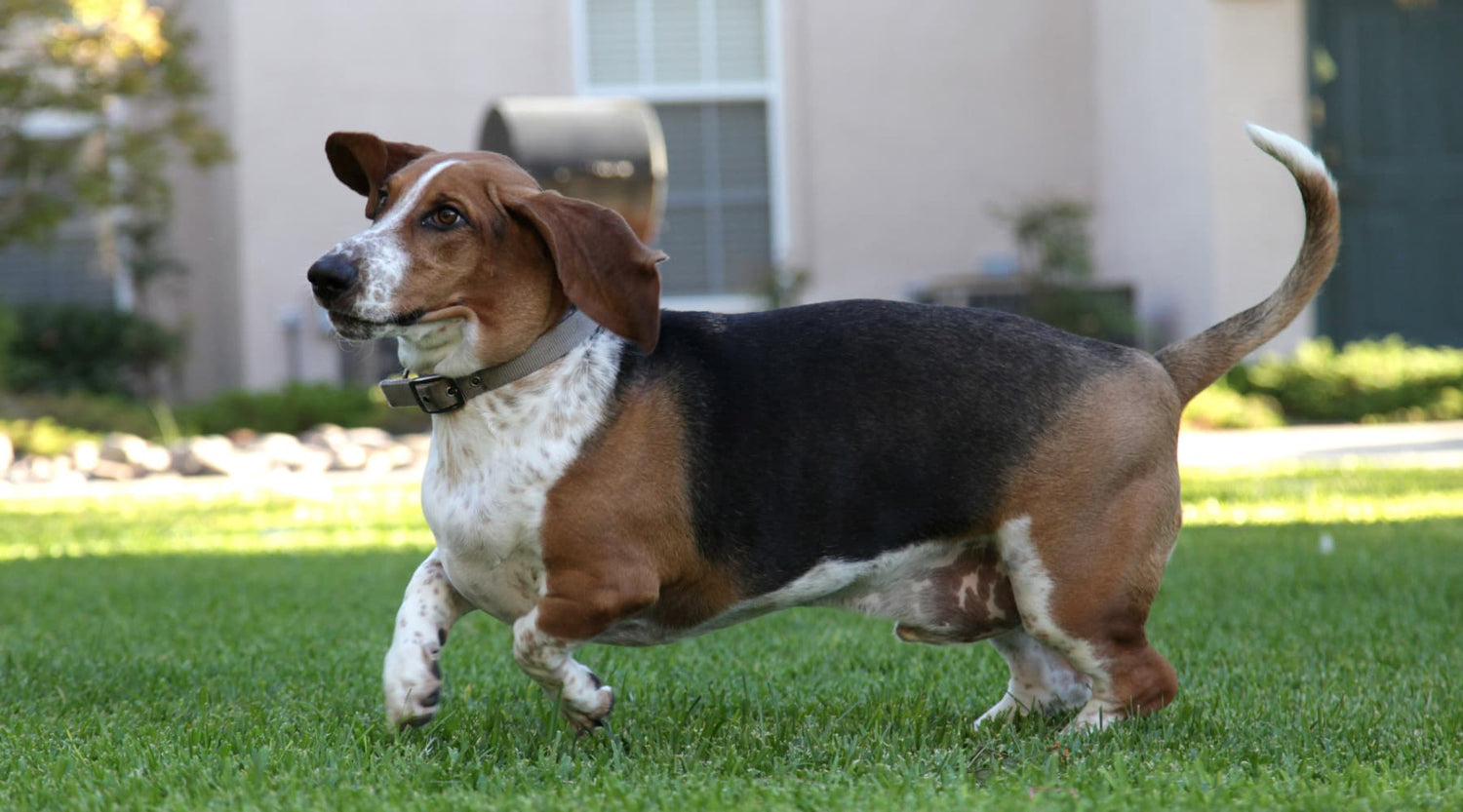 Keeping Your Basset Hound's Joints Healthy: Tips and Tricks – Neo Bites
