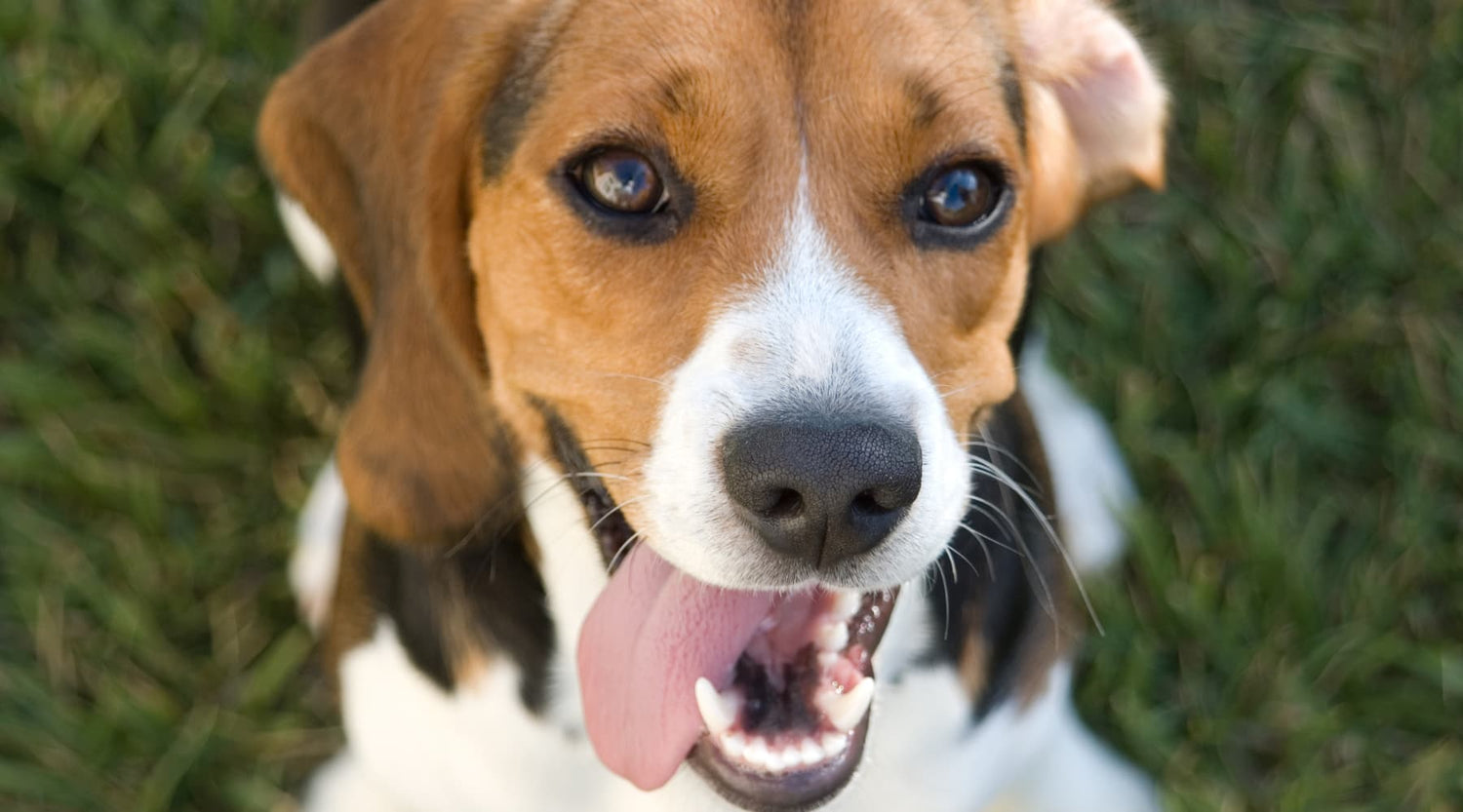 Beagle Dental Care: Tips for Healthy Teeth – Neo Bites