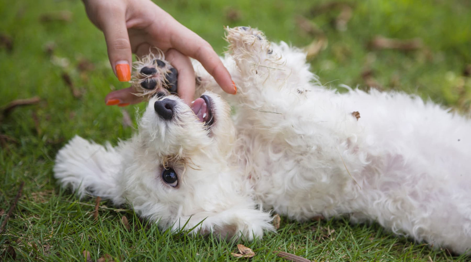 Bichon Frise Dental Care: Essential Tips for Healthy Teeth – Neo Bites