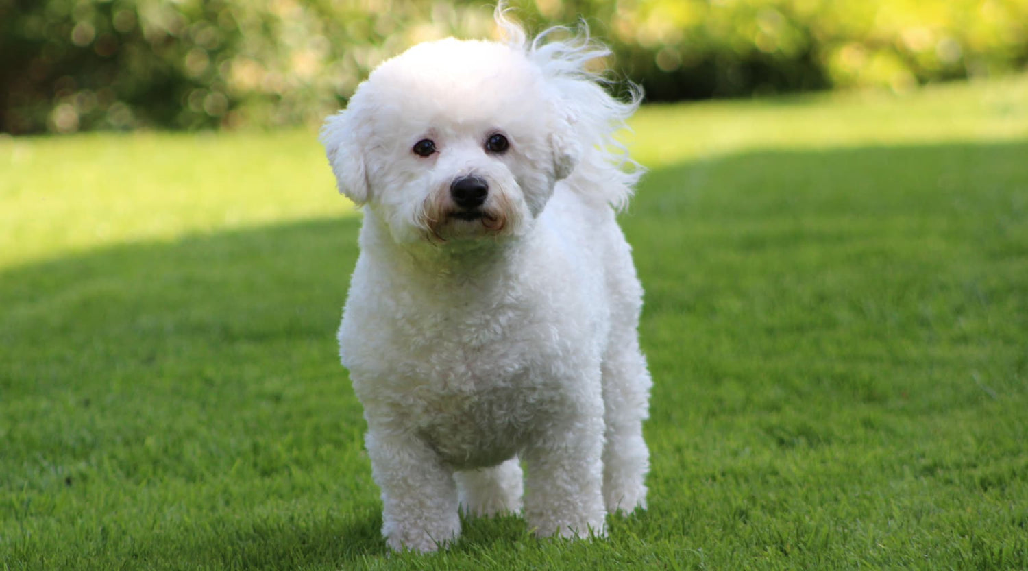 Bichon Frises: Tips for a Longer, Happier Life – Neo Bites