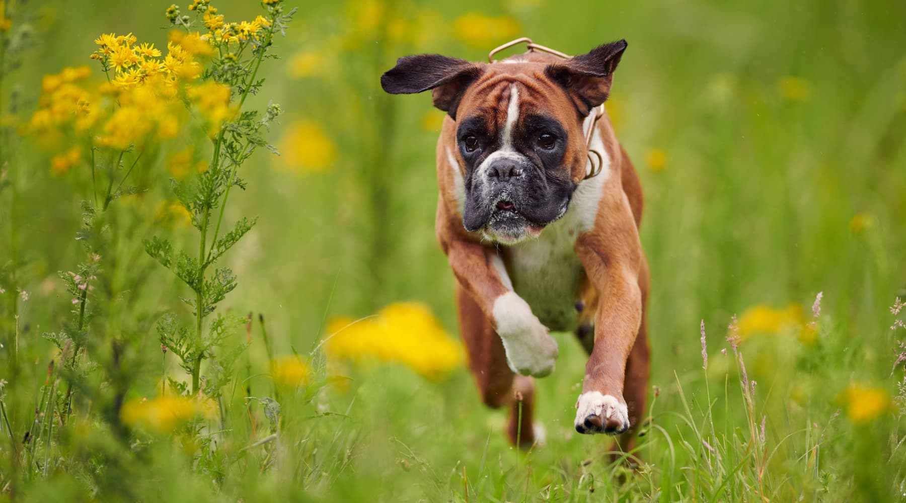 Boxers' Guide to Health and Wellness: Keeping Your Canine Athlete Fit ...