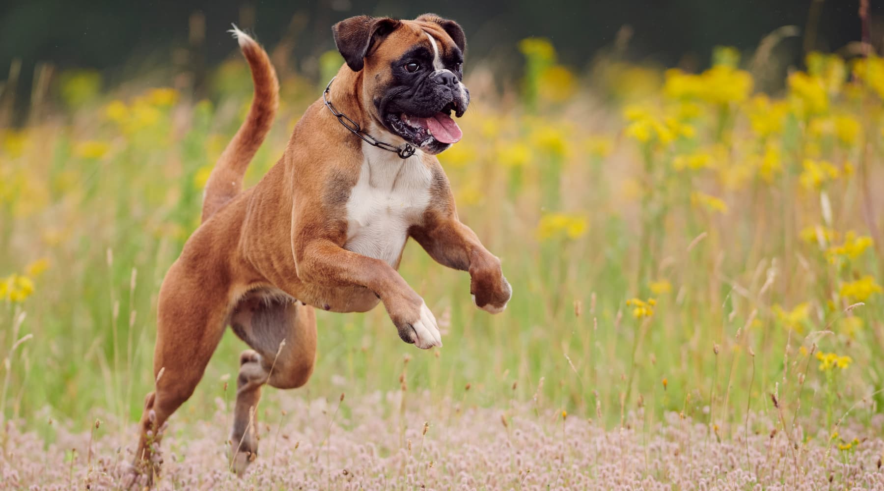 Maintaining Healthy Joints in Boxer Dogs: Tips and Strategies – Neo Bites