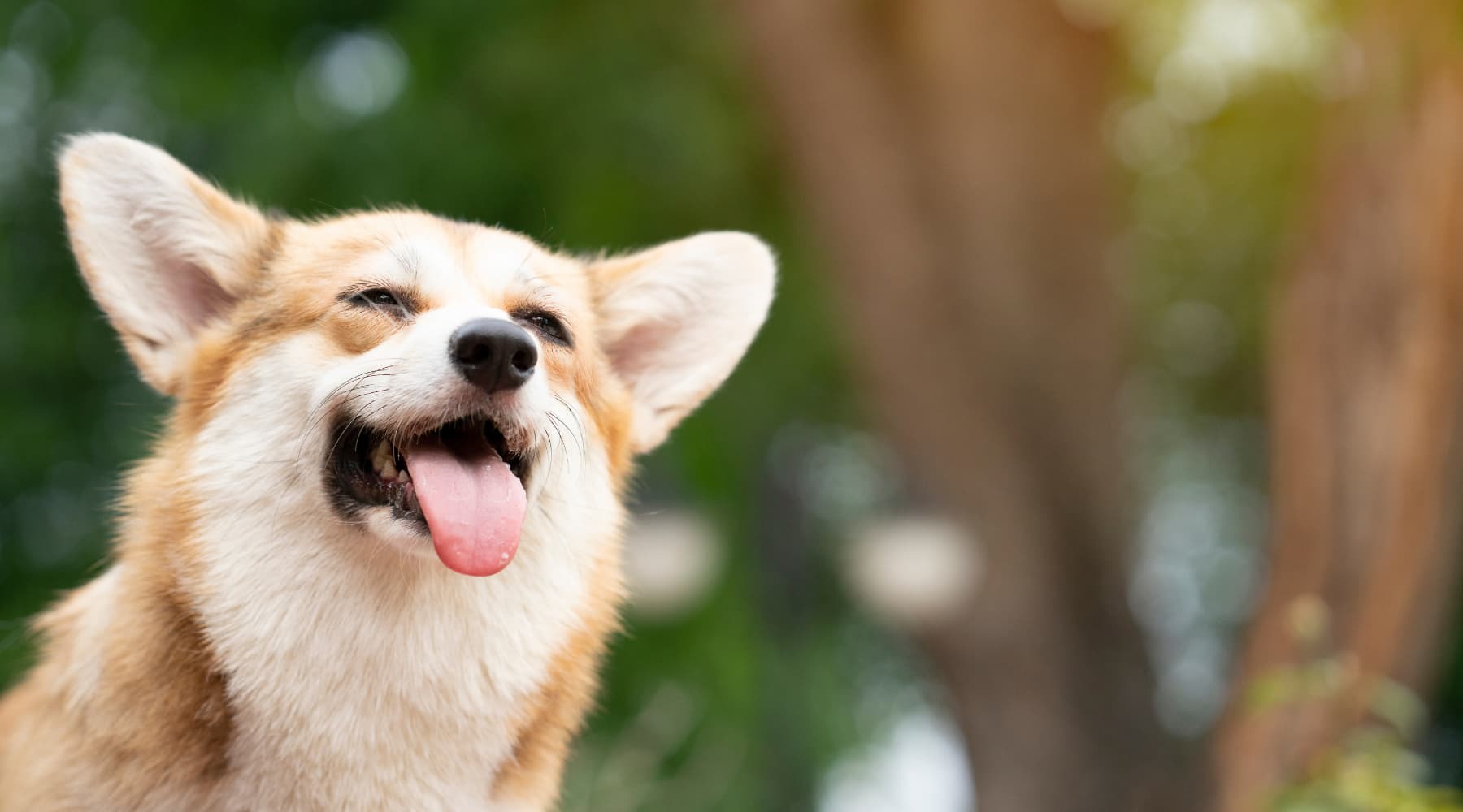 Brush Up: Essential Dental Hygiene Tips for Your Corgi – Neo Bites