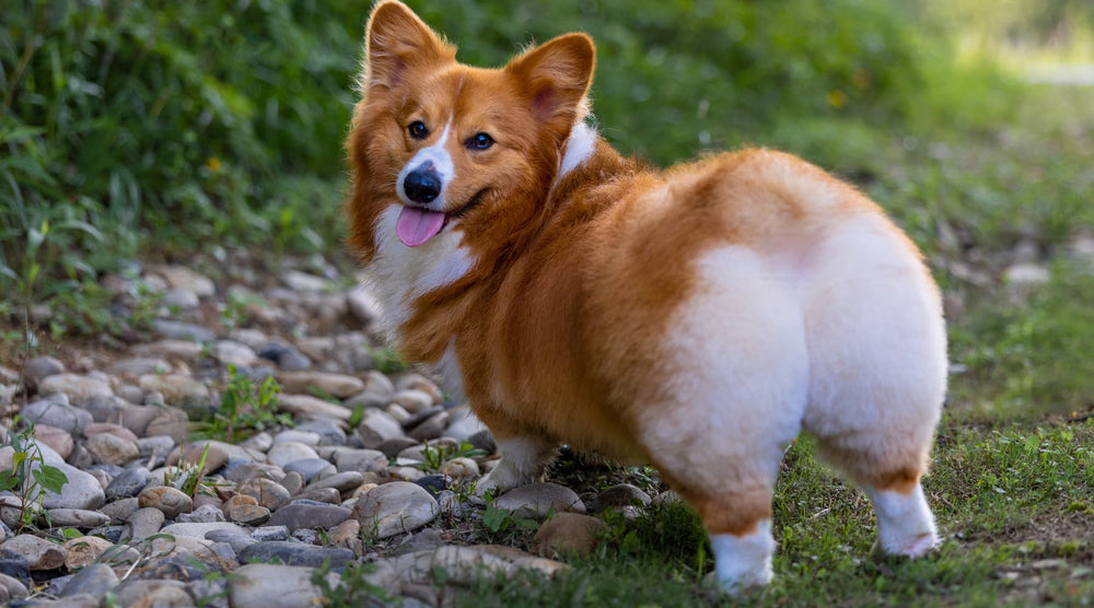 Boosting Your Corgi's Gut Health: Essential Tips – Neo Bites
