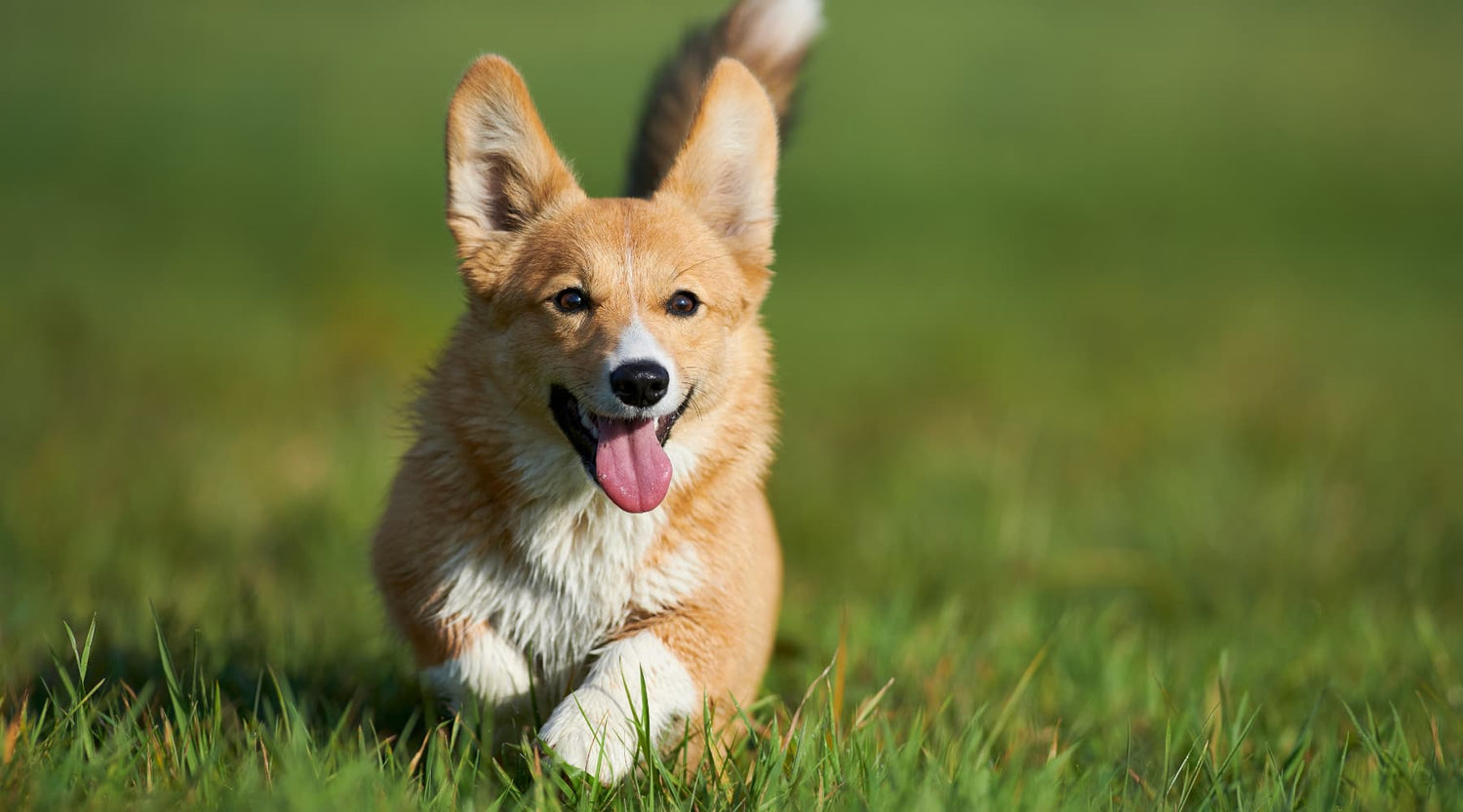 Keeping Corgi Joints Healthy: A Guide for Pet Owners – Neo Bites
