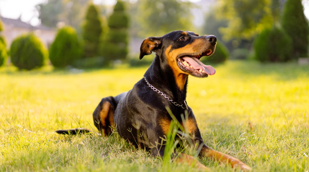 Doberman Dental Care: Tips for Healthy Teeth and Gums – Neo Bites