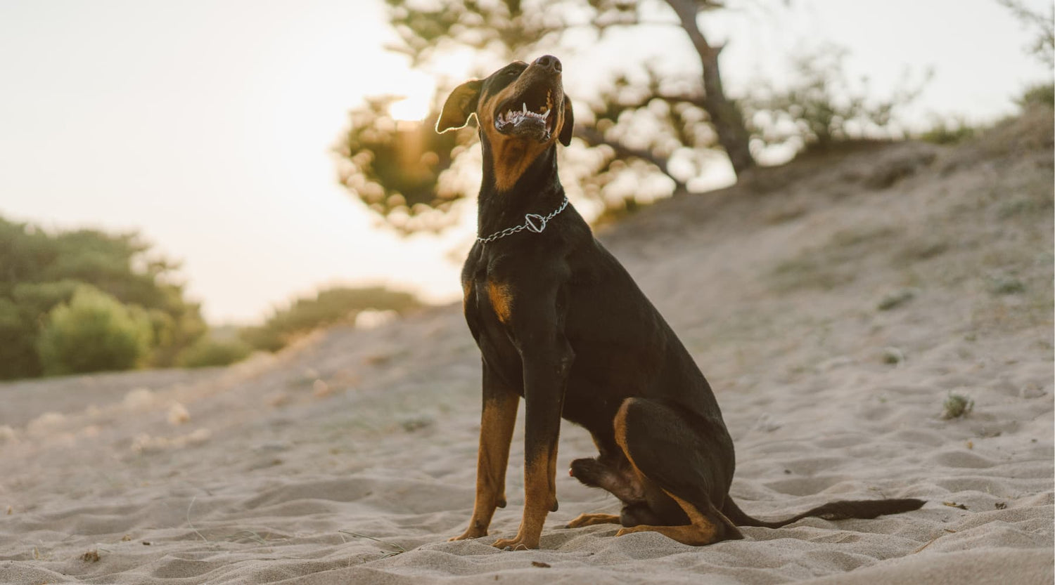 Maximizing Lifespan: A Guide to Doberman Pinscher Longevity – Neo Bites
