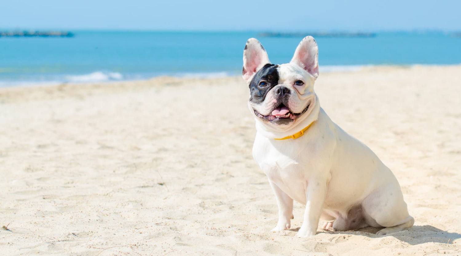 Essential Skin Care Tips for Your French Bulldog – Neo Bites