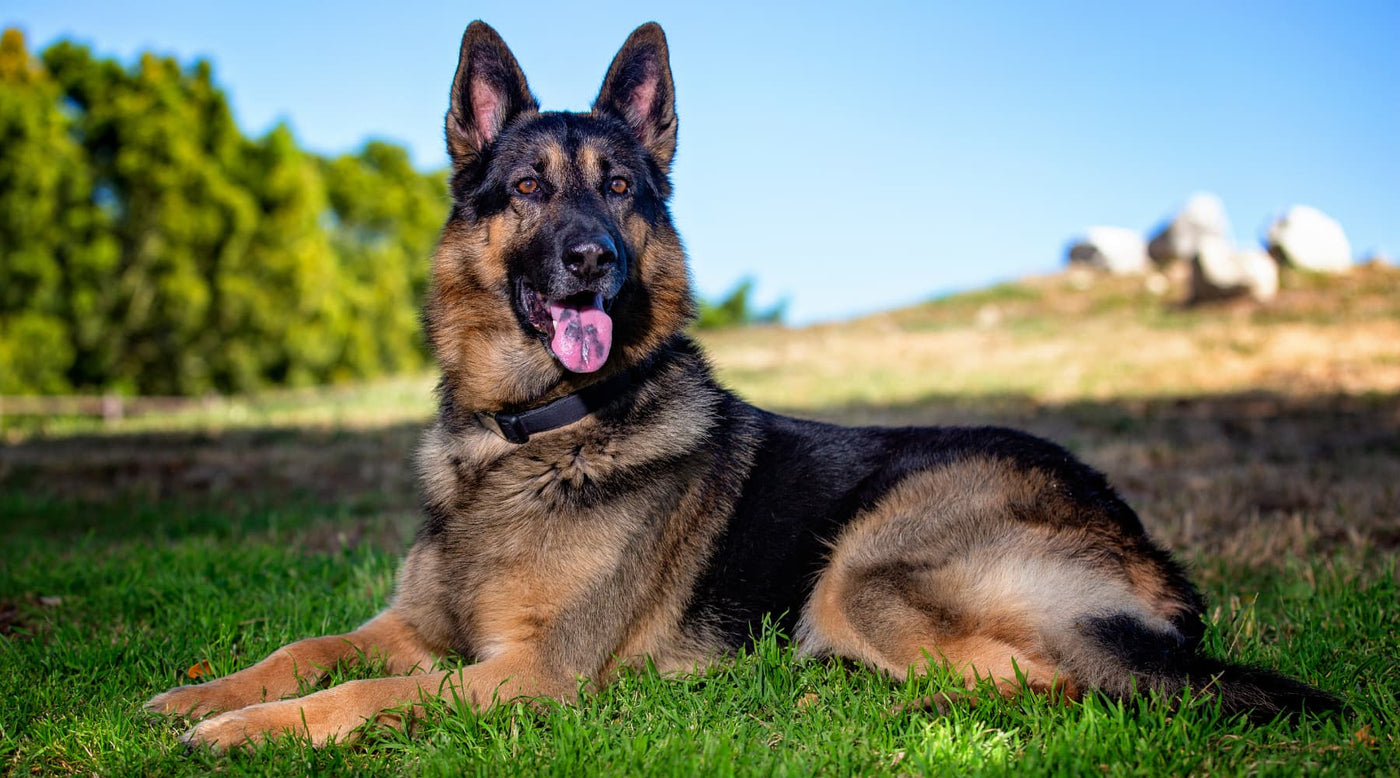 Optimizing Gut Health in German Shepherds – Neo Bites