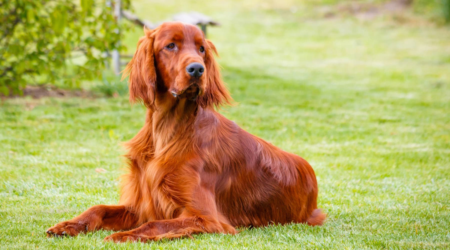 Maintaining a Lustrous Coat: Essential Skin Health Tips for Irish Sett ...