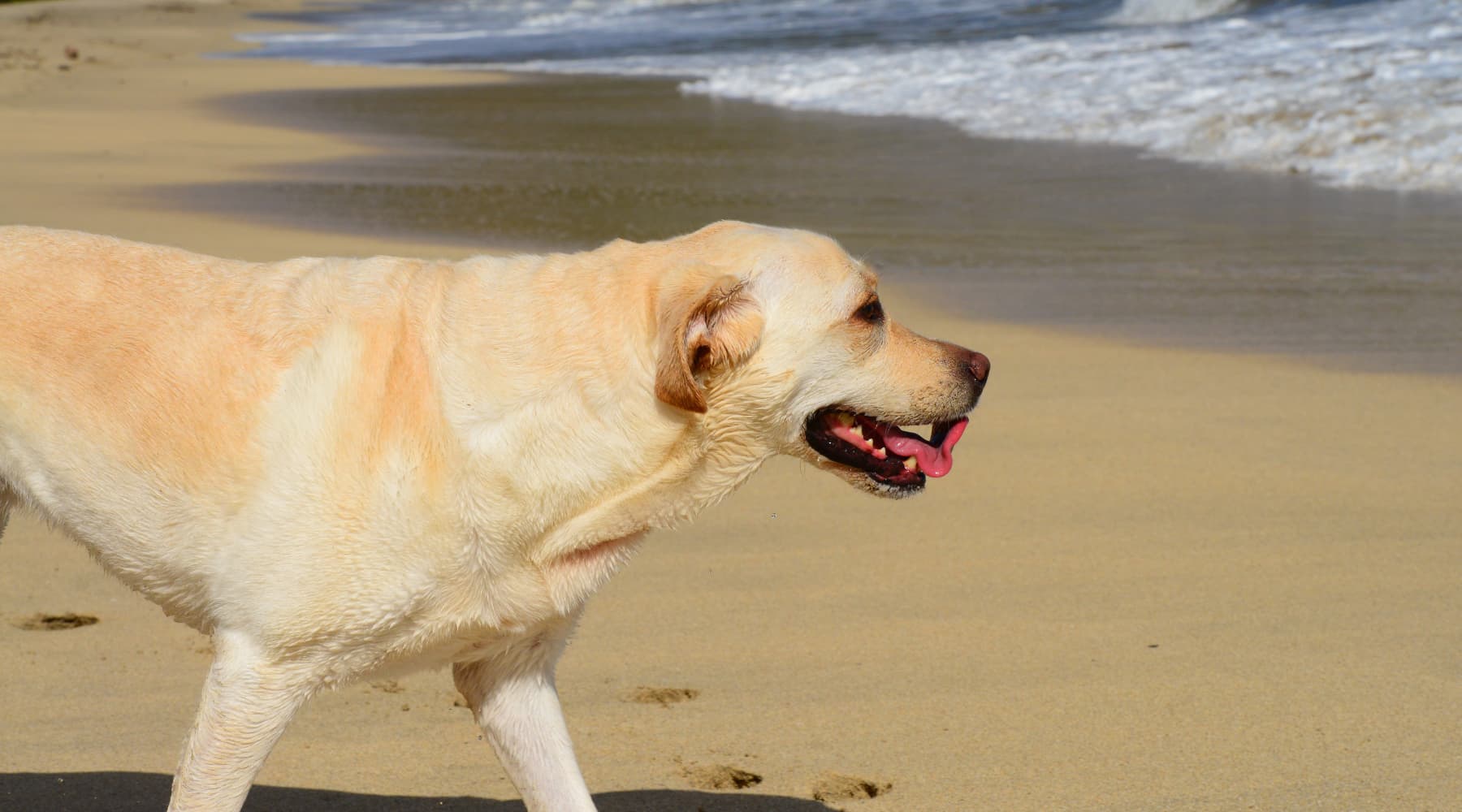 Maximizing the Golden Years: Tips to Extend Your Labrador's Lifespan ...