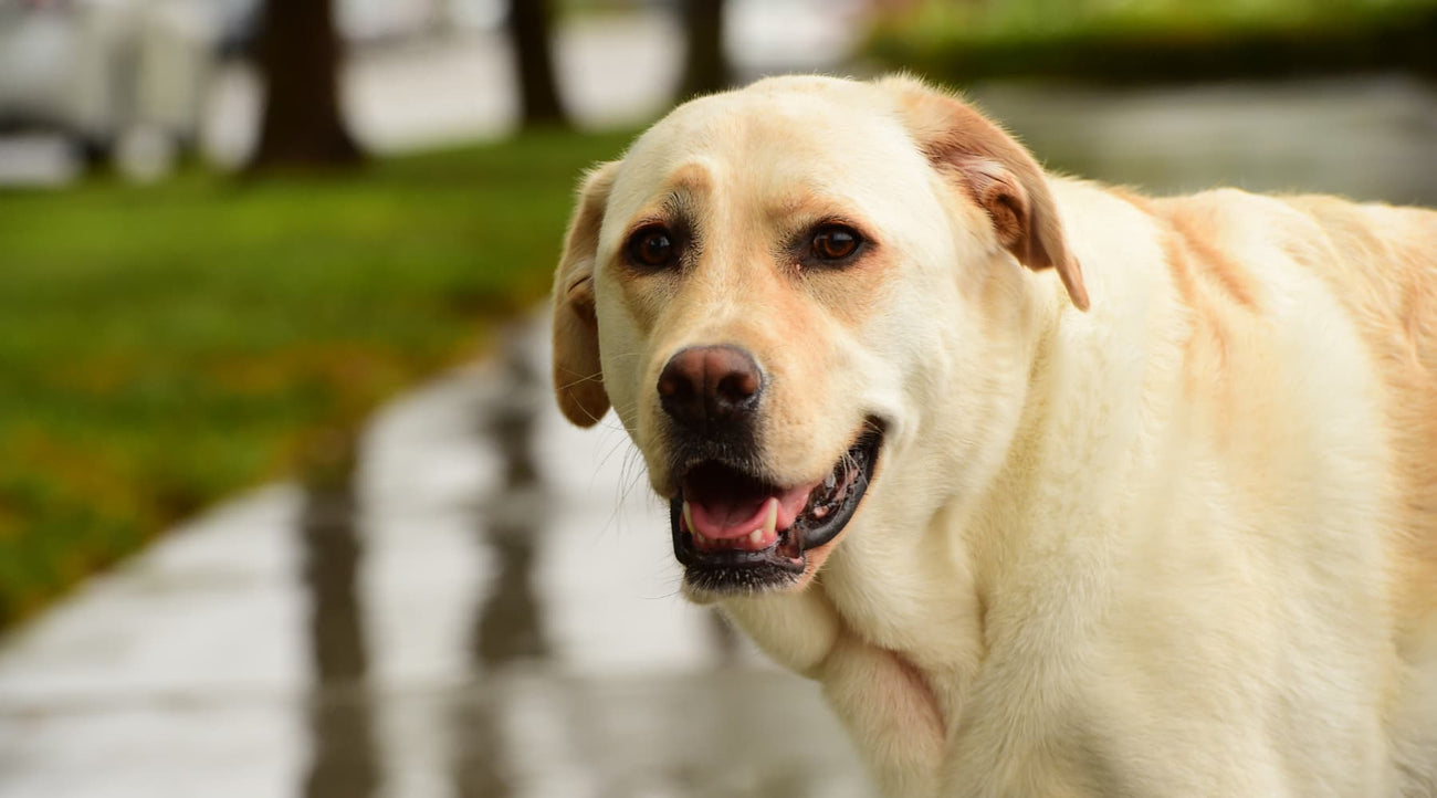 Keeping Your Labrador Retriever's Smile Bright: Essential Dental Hygie ...
