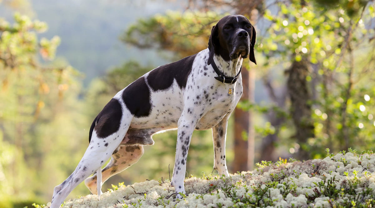 Keeping Your Pointer Healthy: Top Tips for Wellness – Neo Bites