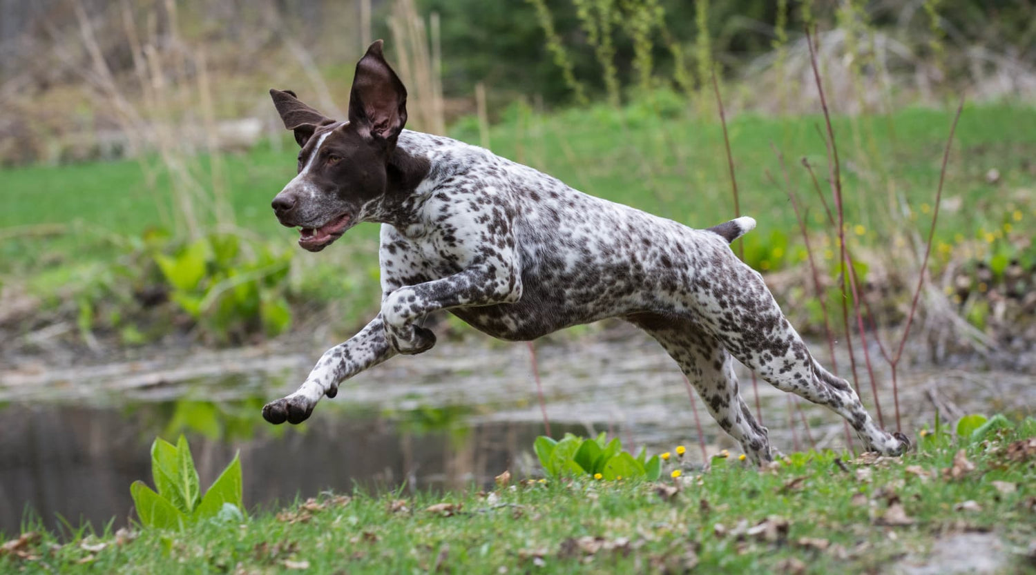 Healthy Skin Tips for Your Pointer Dog – Neo Bites