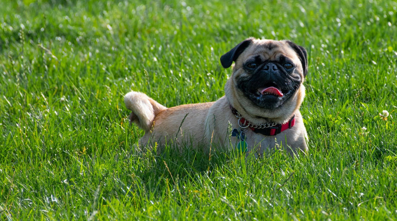 Pug Dental Care: Tips for Healthy Teeth – Neo Bites