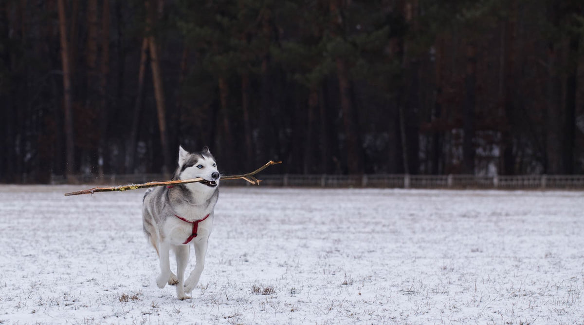 Maintaining Healthy Joints in Siberian Huskies: Tips and Advice – Neo Bites